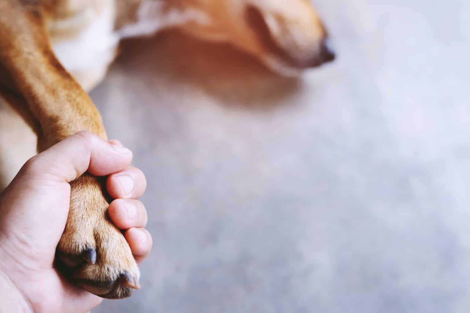 How to Cope After Losing A Pet or Emotional Support Animal