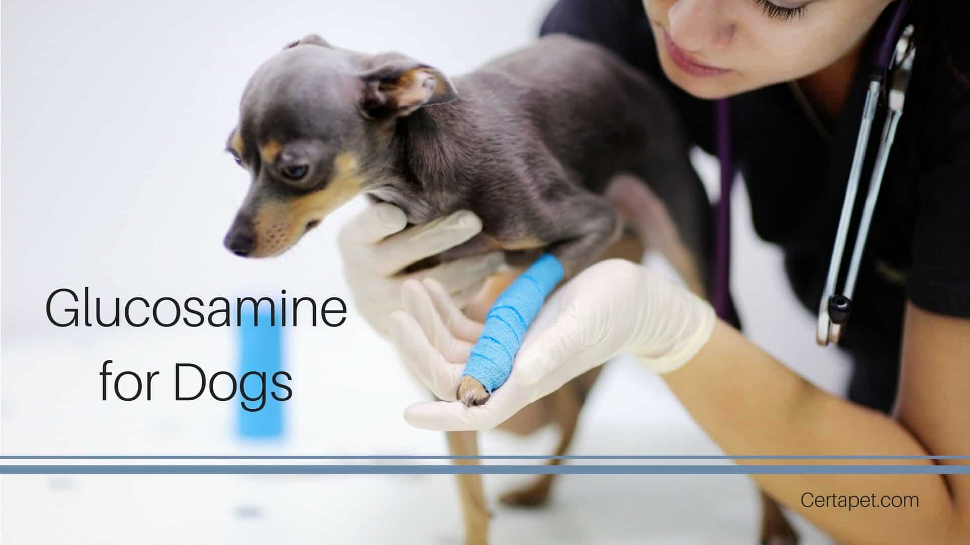 Glucosamine for Dogs | CertaPet